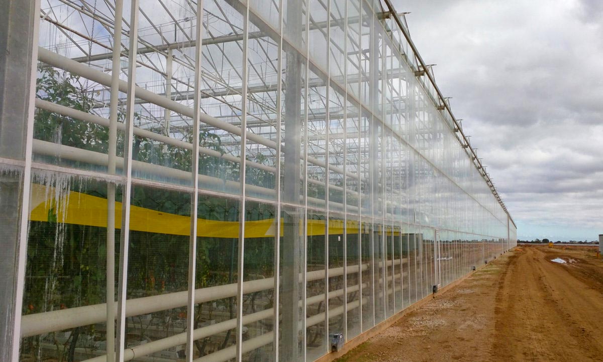 How to Thrive in Protected Cropping – Innovative CO2 Solutions | Optimal Group